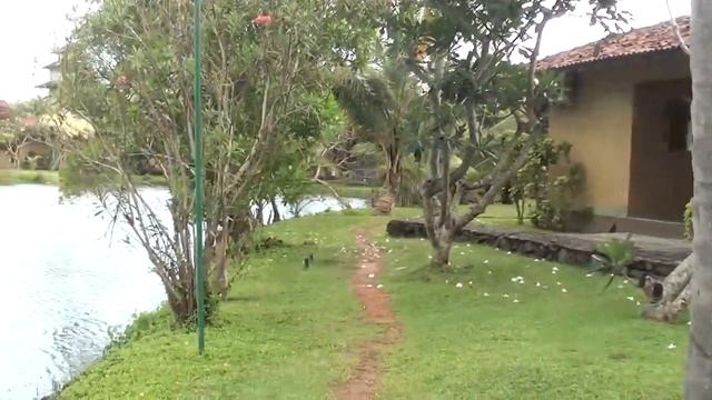 Бунгало у лагуны ! Club Palm Bay 4* Шри-Ланка.