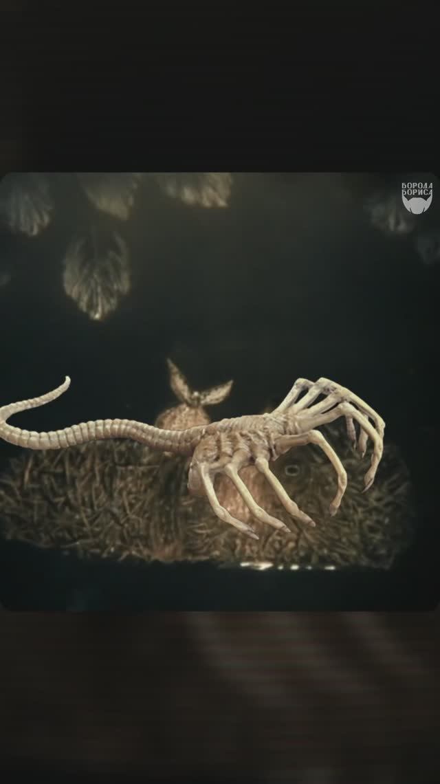 ★ Ёжик и лицехват 2 😢
#Alien #Romulus #юмор #БородаБориса