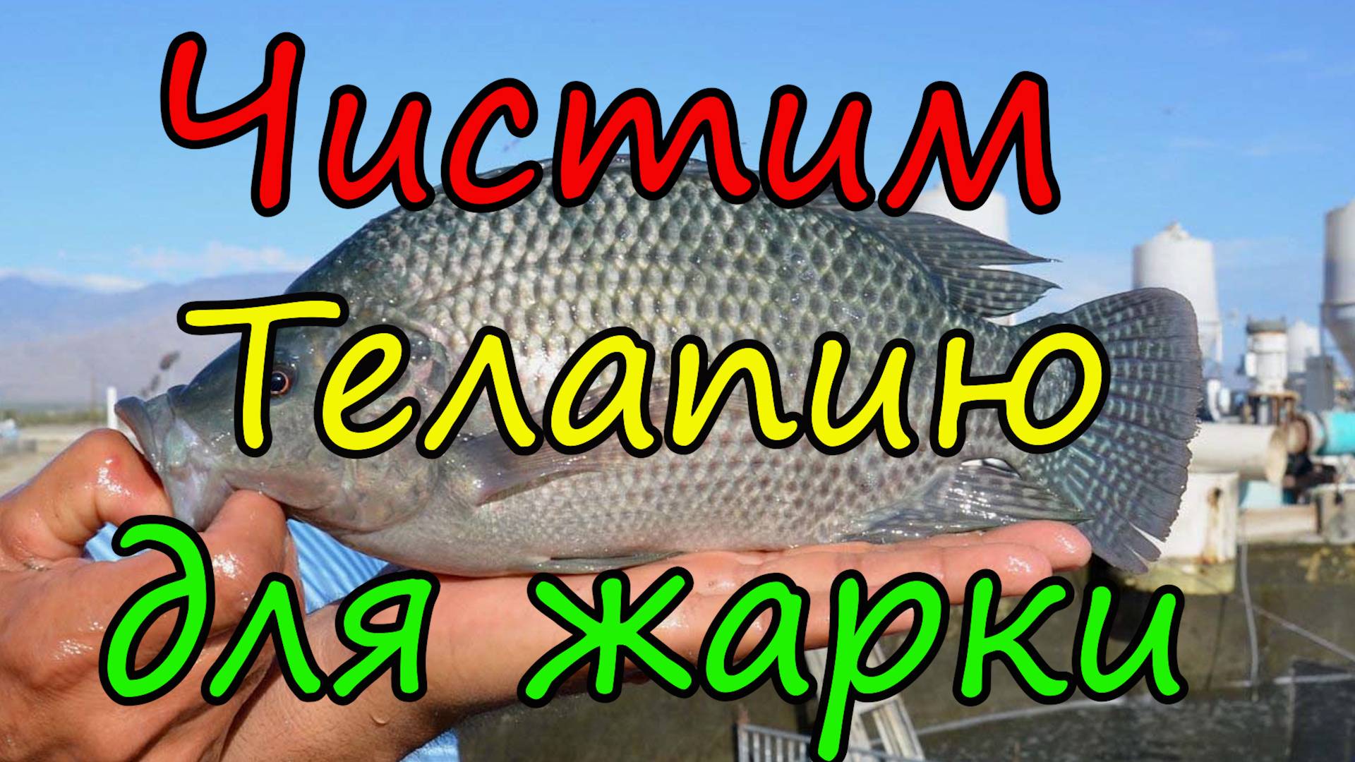 Чистим телапию для жарки