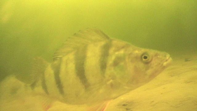 ПОЛИГОН ПЕРВОМАЙСКИЙ. ОКУНЬ В НАЛИЧИИ, А ГДЕ СУДАКИ ..