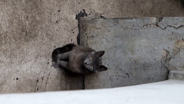 Живопырка и коты.