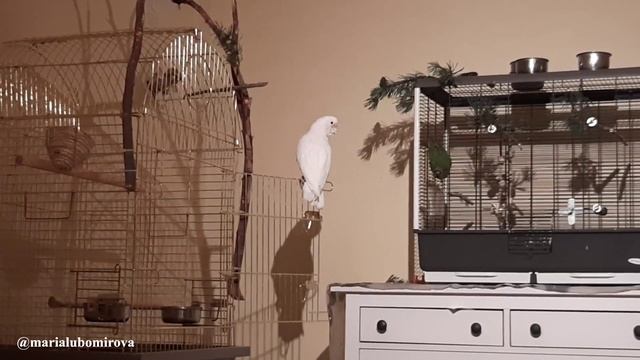 Двое - Я и моя тень. Оригинальный звук