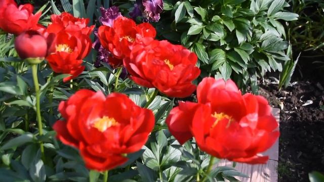 Пион Alexander Woolcoot