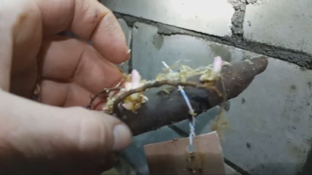 Пионы из слепых корней