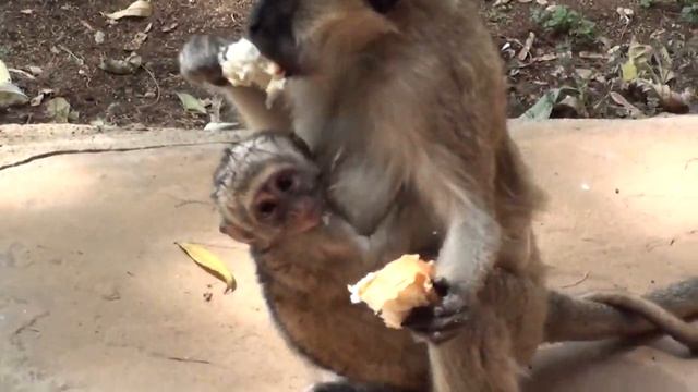 Отель"Amboseli Serena Safari Lodge" 4* Кения.