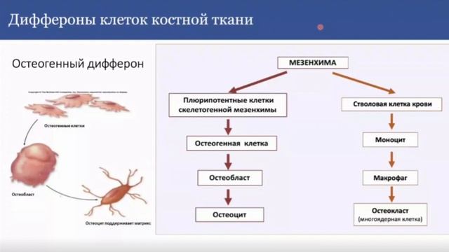 Лекция 7. Скелетные соединительные ткани | Егорова А.В.