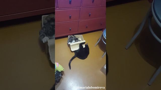 Посылка с кошками