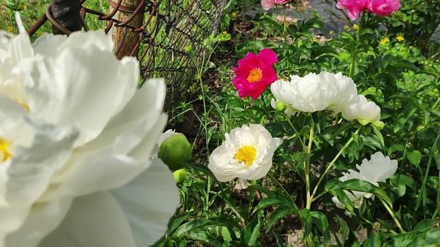 Цветение пионов в 2024 году, с названиями сортов.