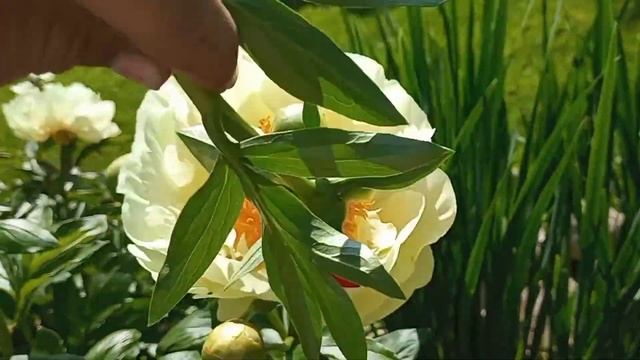 Работаю пчёлкой. Показываю как я опыляю пионы