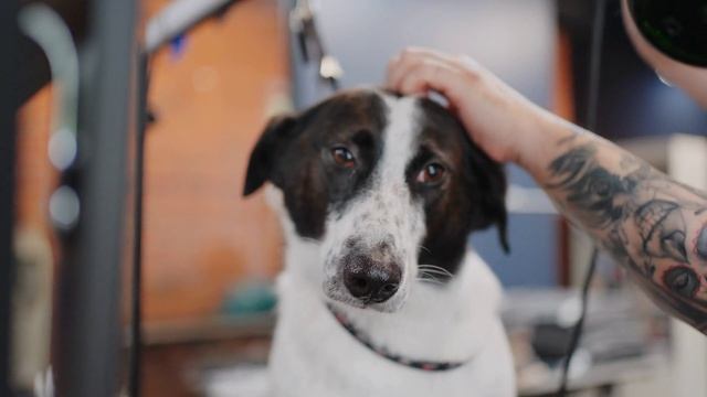 🐾 Квалифицированный грумер: критерии для надёжного выбора