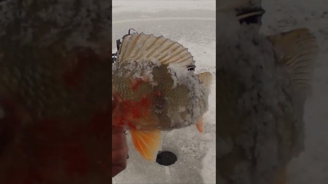 ЛЕСКА ЗАЗВЕНЕЛА!!