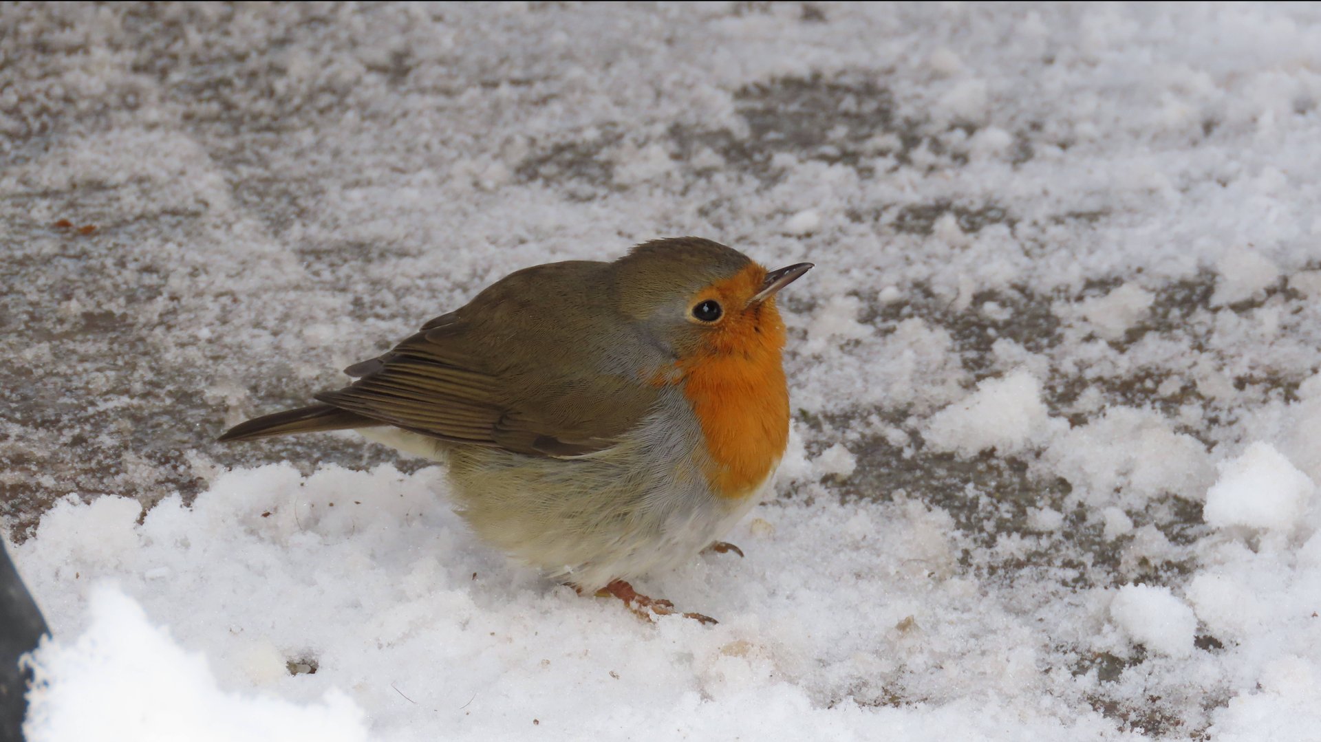 Зарянка из Зарядья, Москва, Центр