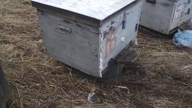 В Родовое селение Жива приехали пчёлки