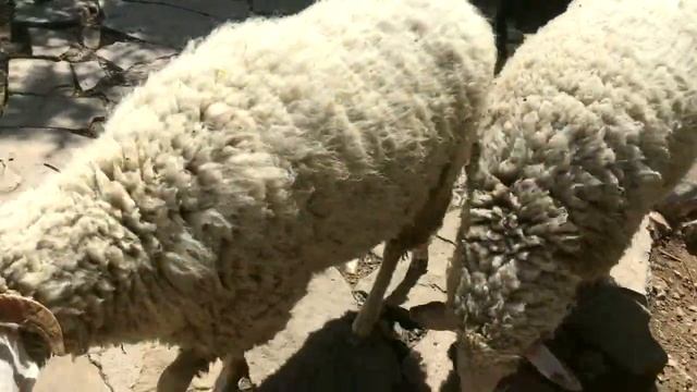 Куда сходить в Кемере? Йорюк-Парк. Парк древних кочевников в Кемере. 4 причины посетить даже детям