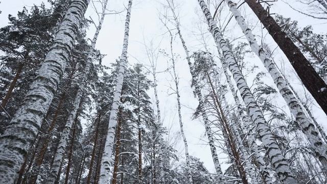 Новогодняя музыка, клип зимний лес. Новогодний фон. Фоновая музыка