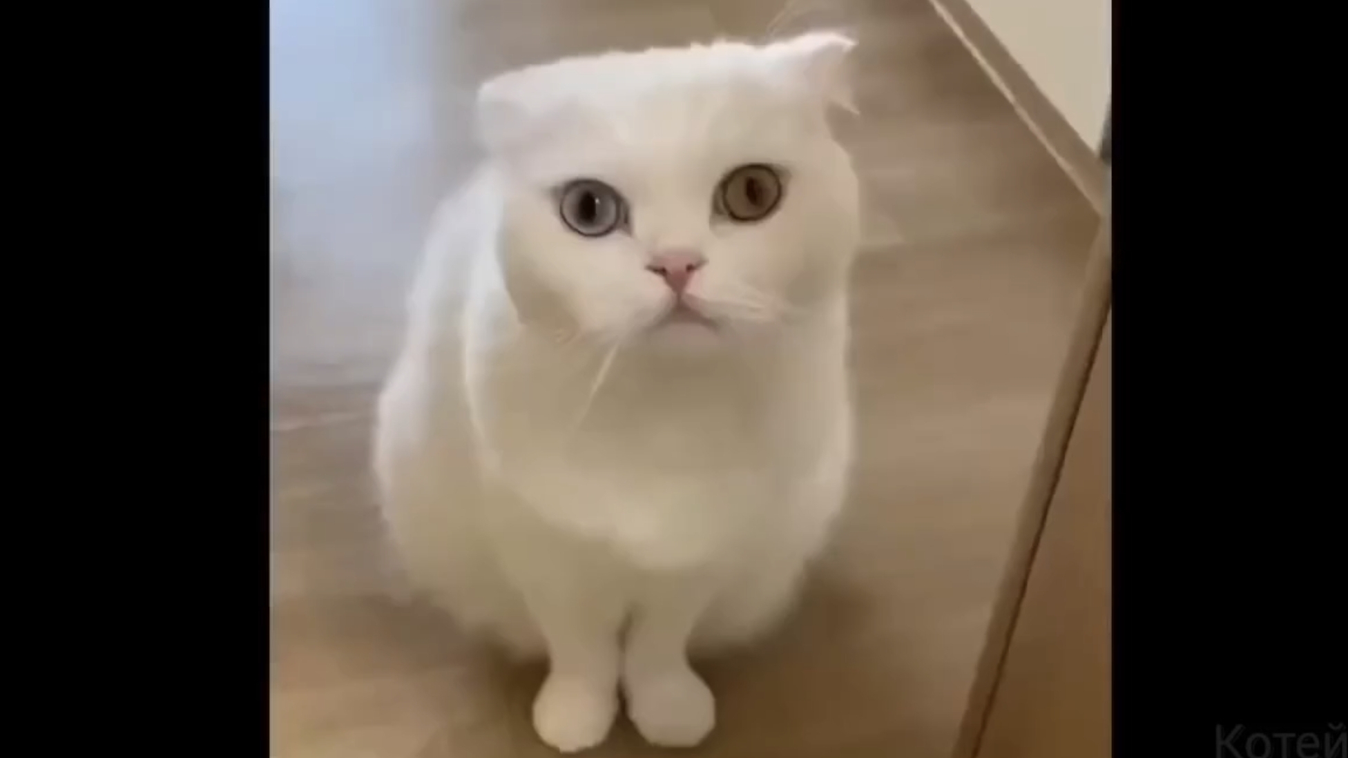 Большой сборник смешных видео с котами, 1.