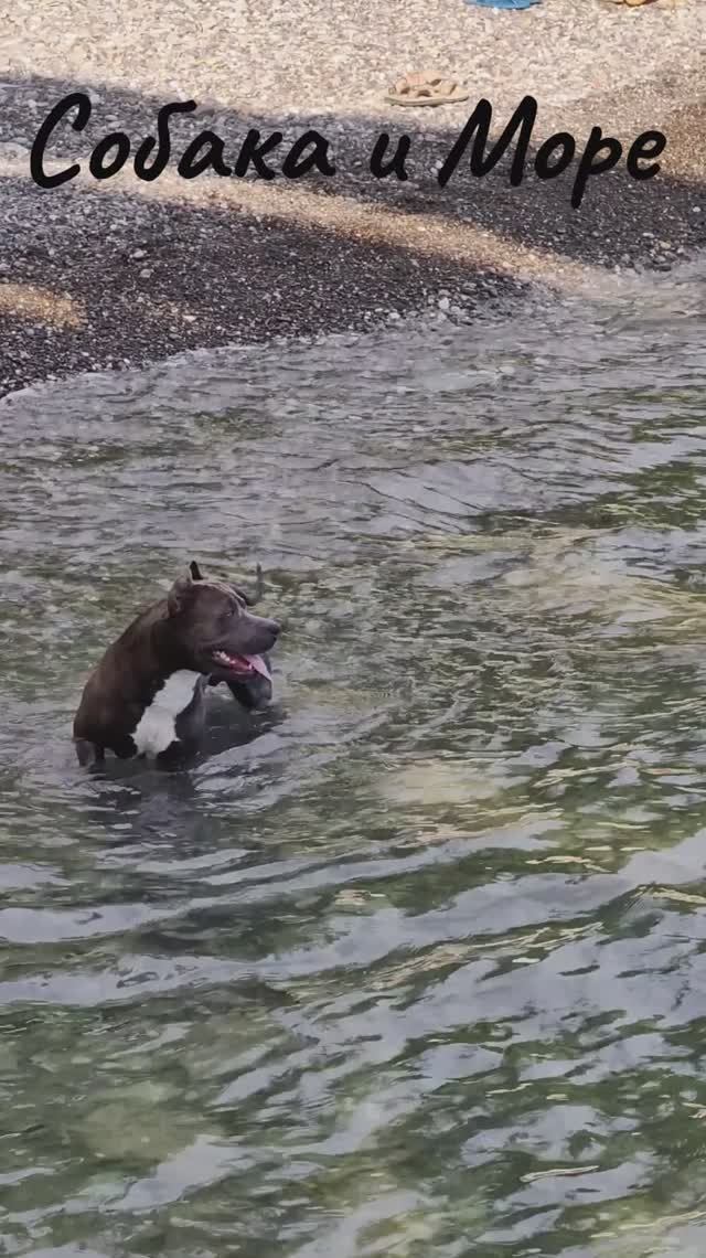 Собака и море