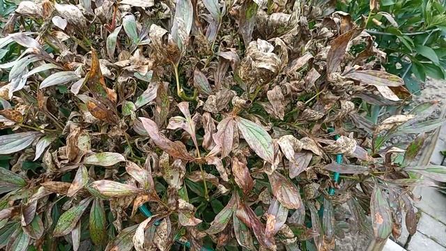 Ржавчина на пионах