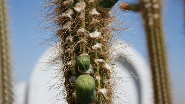 Цветочки, букашки и птички отеля CLUB REEF 4*. Кто живёт в отеле? Релакс без комментариев