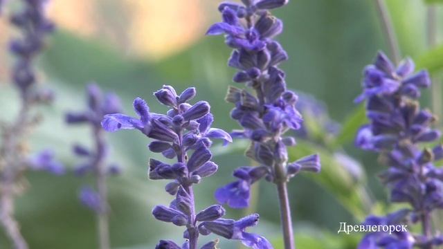 Древлегорск. "Оять"