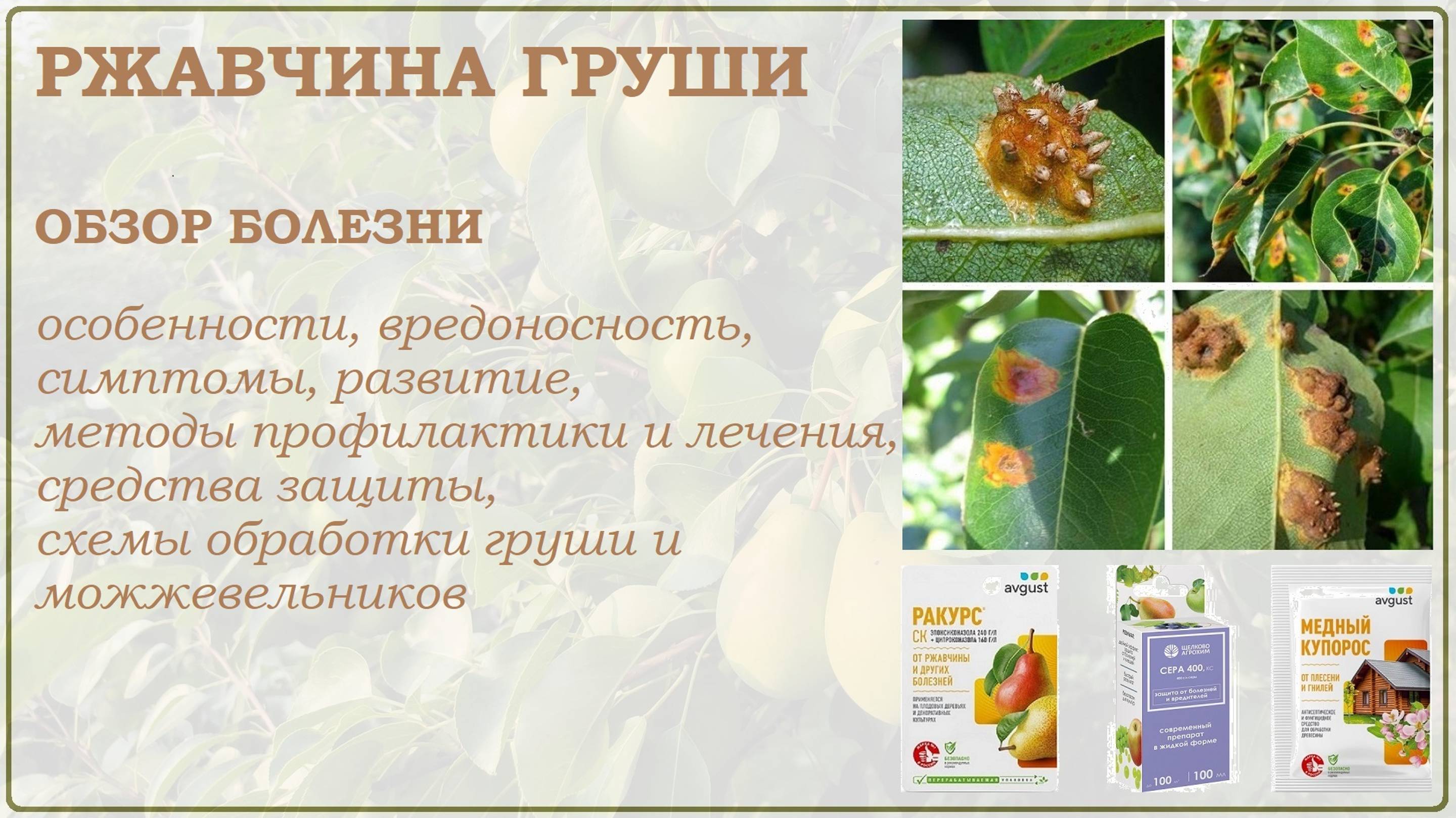 Ржавчина груши - обзор заболевания. Описание методы профилактики и лечения. Схемы обработки