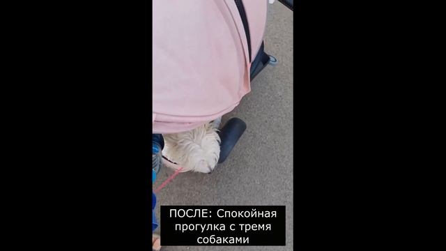 Отзыв о курсе "Искусство общения с собакой"