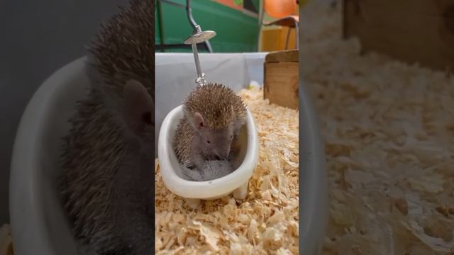 Доброе утро, или вечер)