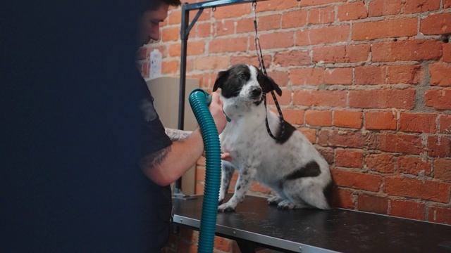 🐦 Профессиональный осмотр в Грузии: рентген и УЗИ для крылатых и пушистых друзей