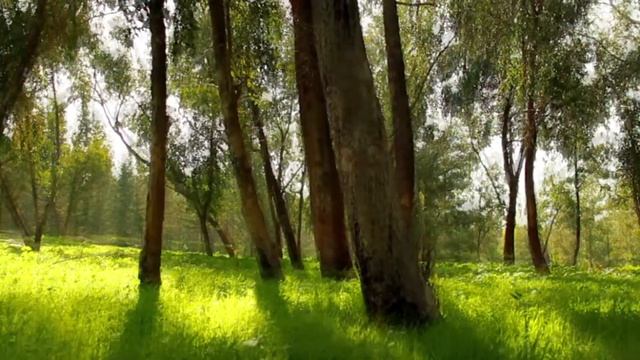 'Древлегорск' 'Оять' 'Радость' 'Радость'