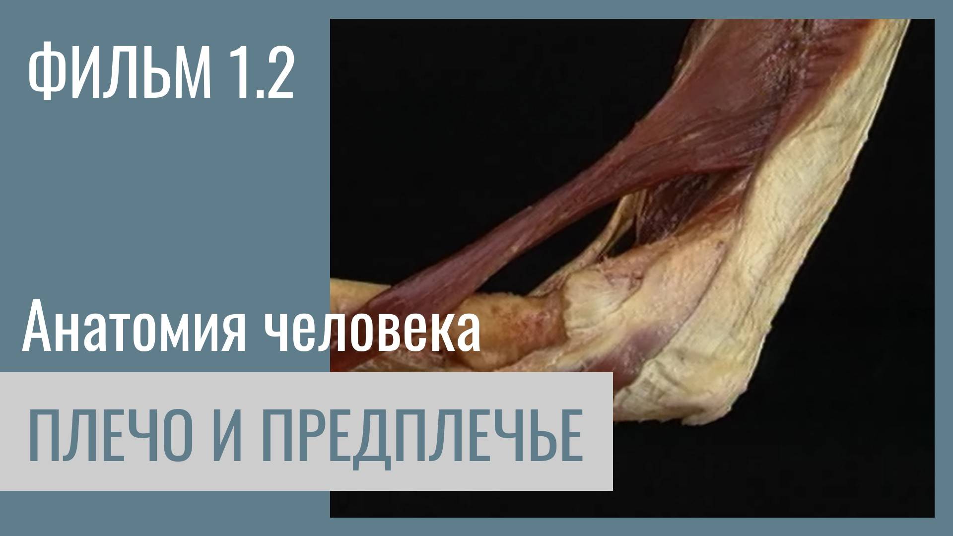ПЛЕЧО И ПРЕДПЛЕЧЬЕ. Анатомия человека. Видеоатлас Acland. Фильм 1.2