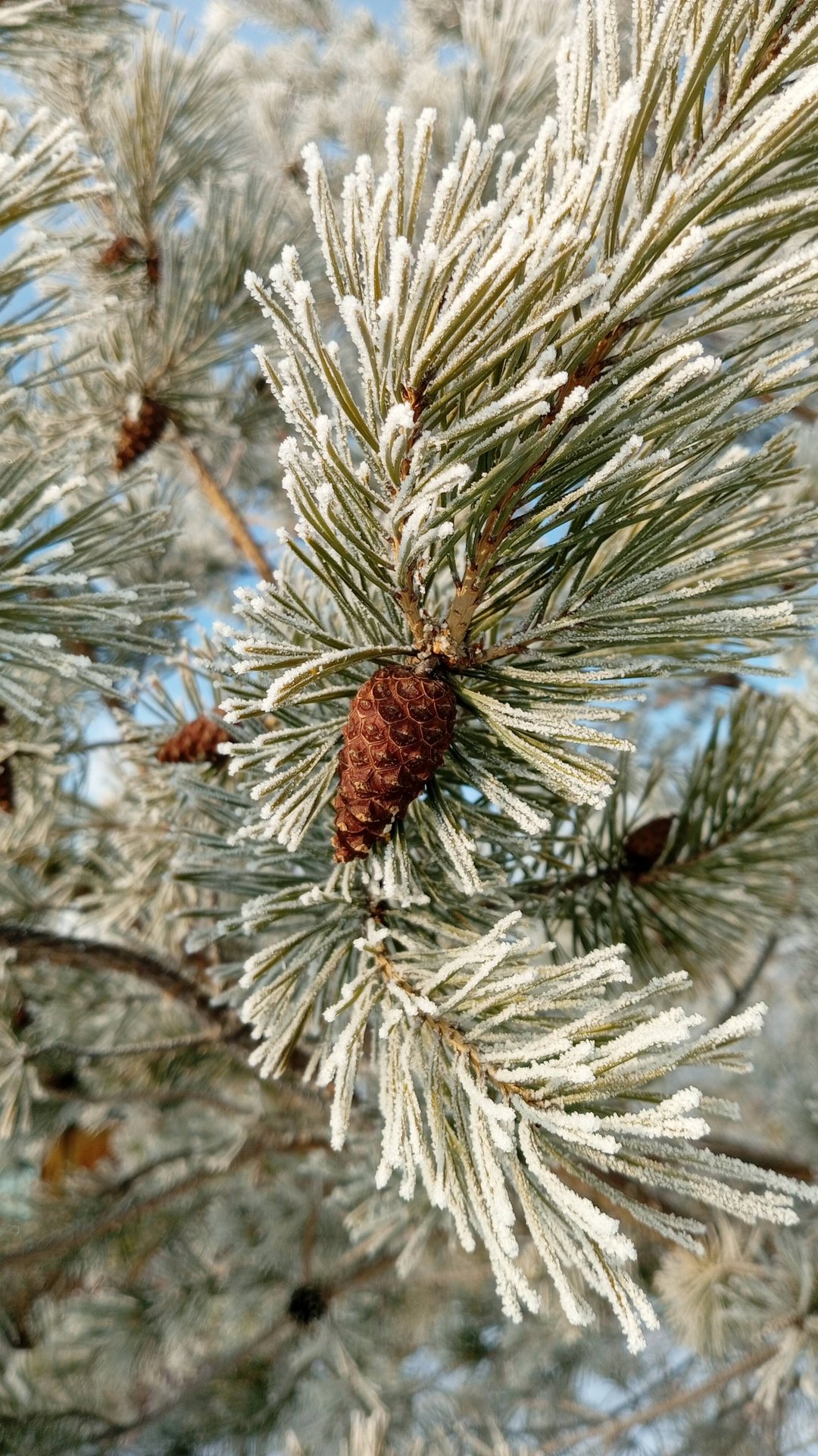 Зима/шишки на елке