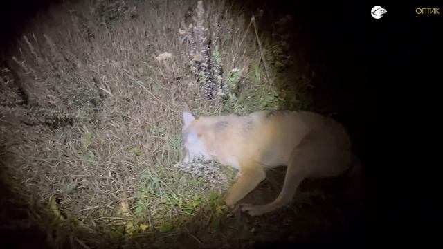 Добыл мясо на год: олень, кабан и матерый волк