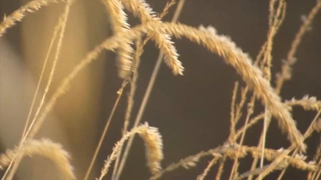 Древлегорск. "Святица". "First". "Игра света".