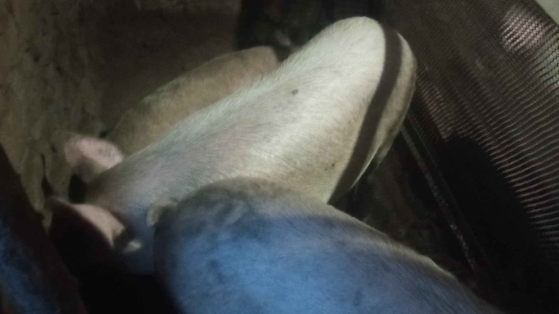 загоны для свеней