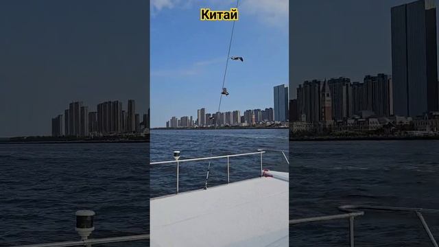 Далянь центр. ##пешкомпомиру #пешкомпокитаю #китай #далянь #тревел #путешествия #трэвел