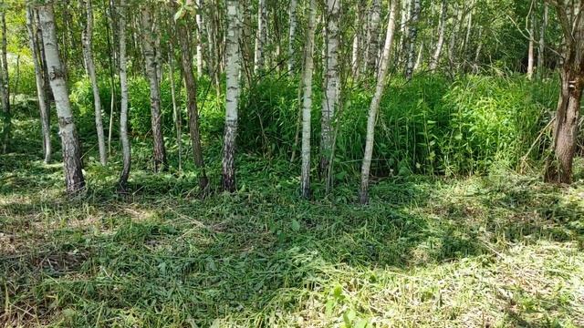 Чудо-печка.Ящерица