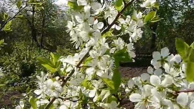 Весна. Всё цветёт и пахнет.