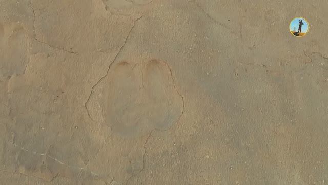 Загадка природы Окаменелые следы верблюдов Туркменистан Туркмения