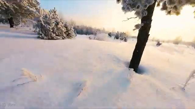 Зимний лес | #этотвеликолепныймир #свысоты #квадрокоптер