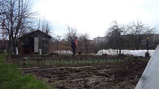 Удобряю почву перегноем