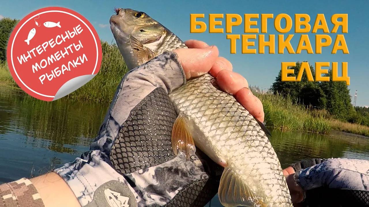 Береговая тенкара. Елец. Вечерняя зорька.