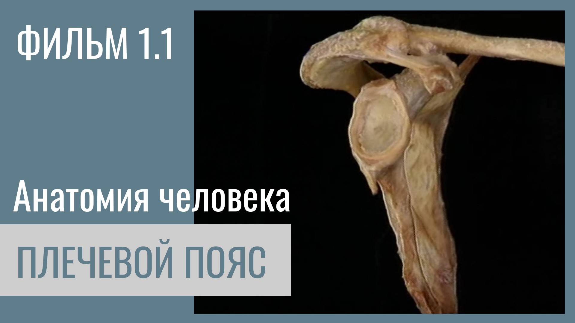 ПЛЕЧЕВОЙ ПОЯС. Анатомия человека. Видеоатлас Acland. Фильм 1.1