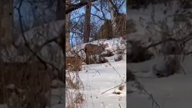 Рыська гуляет на тех участке