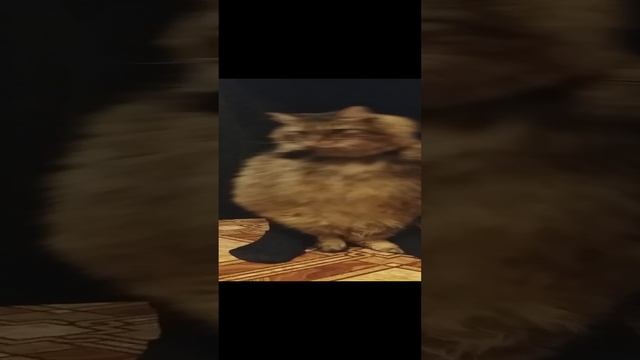 Кот Мурз на дискотеке