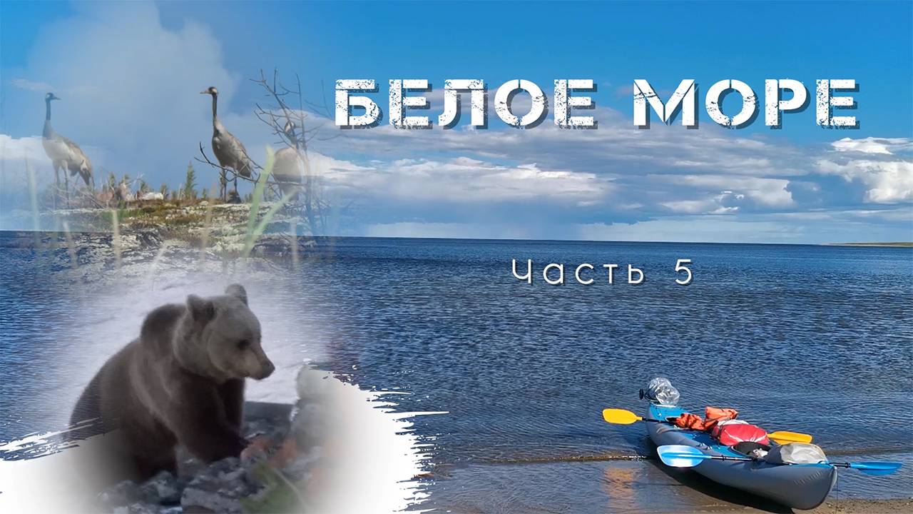 Встреча с медведем, Гридино, острова Вороньи - Часть 5. Белое Море на байдарке Викинг 4,7. 2022 год.