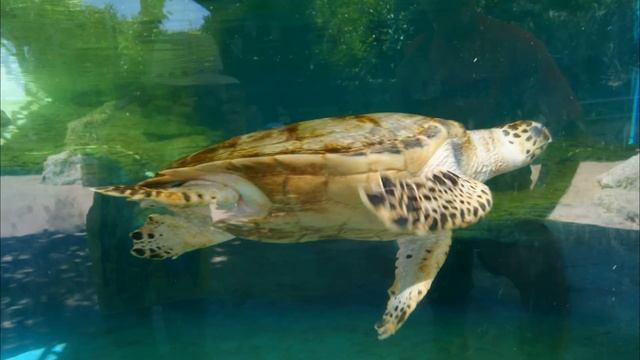 Едем в Аквариум Пальмы де Майорка. Где находится? Цены билета, как добраться из Ареналя?