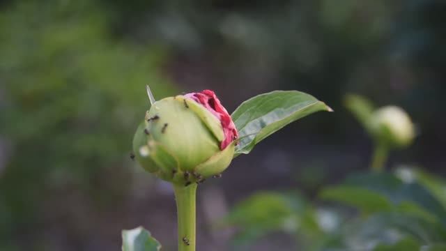 Муравьи на пионовых бутонах