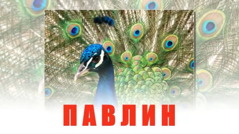 ПАВЛИН - занятие по развитию вербального интеллекта.