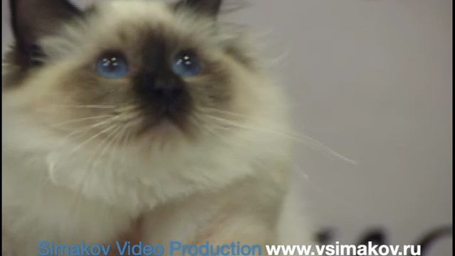 Репортаж о выставке кошек "Экспокот" 2010