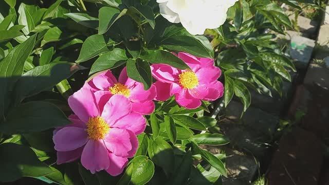 Цветут мои сеянцы. Часть вторая